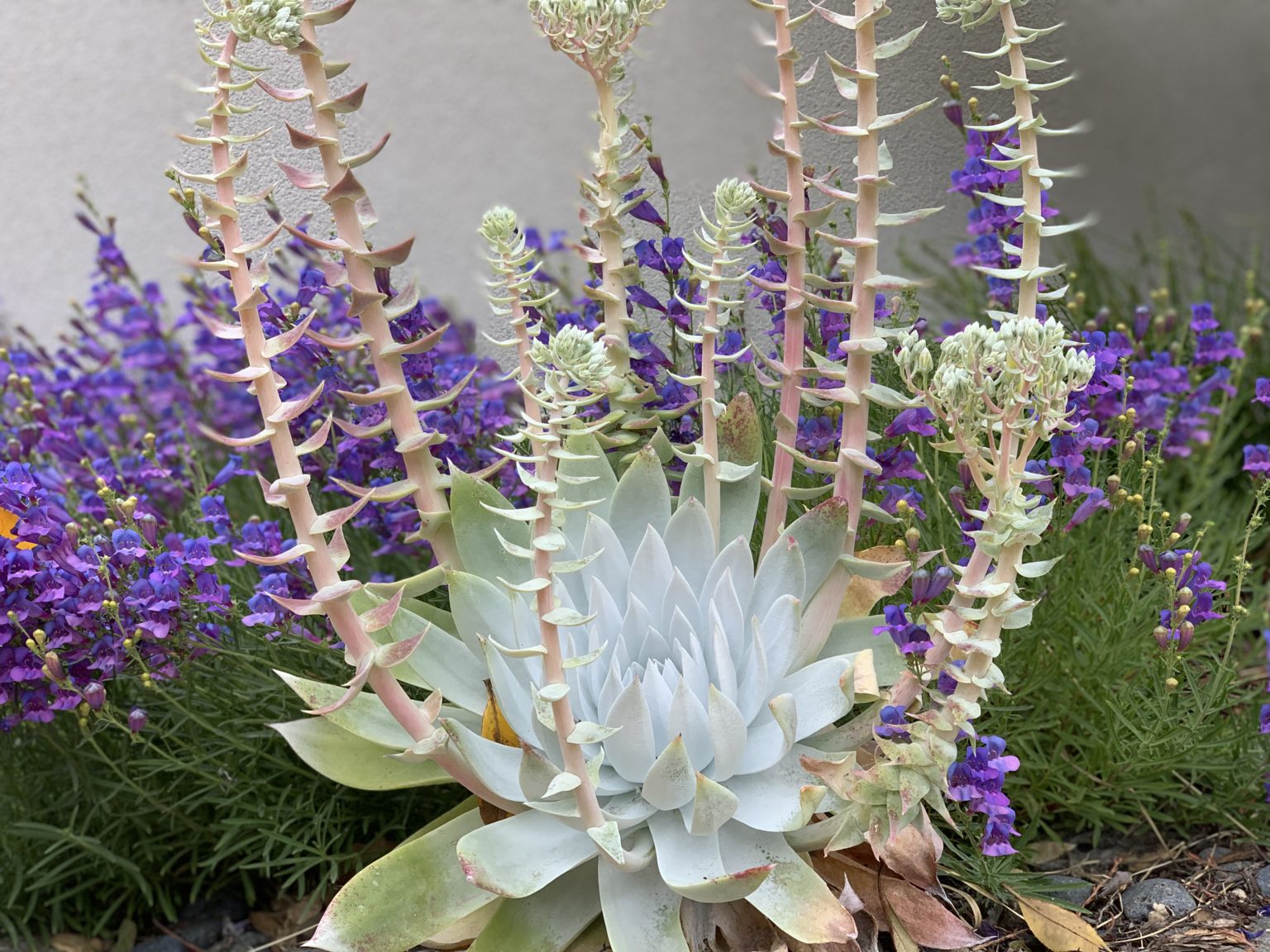 Brilliant Corners: Five Favorite California Native Accent Plants ...