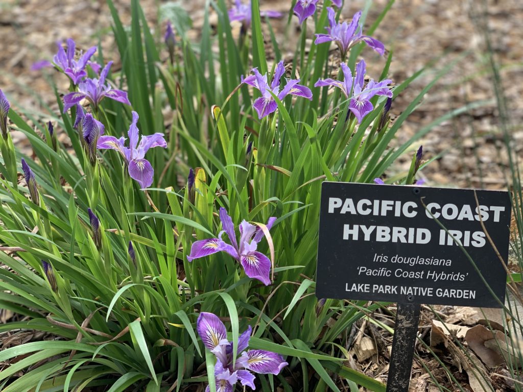 Brilliant Corners: Five Favorite California Native Accent Plants ...