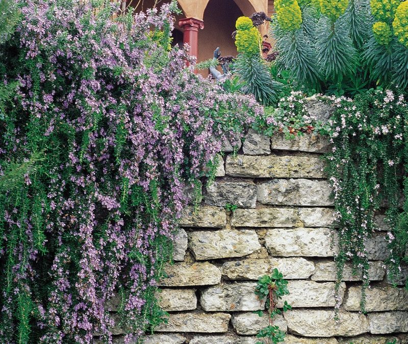 Four Winter-Hardy Plants | Madrone Landscapes