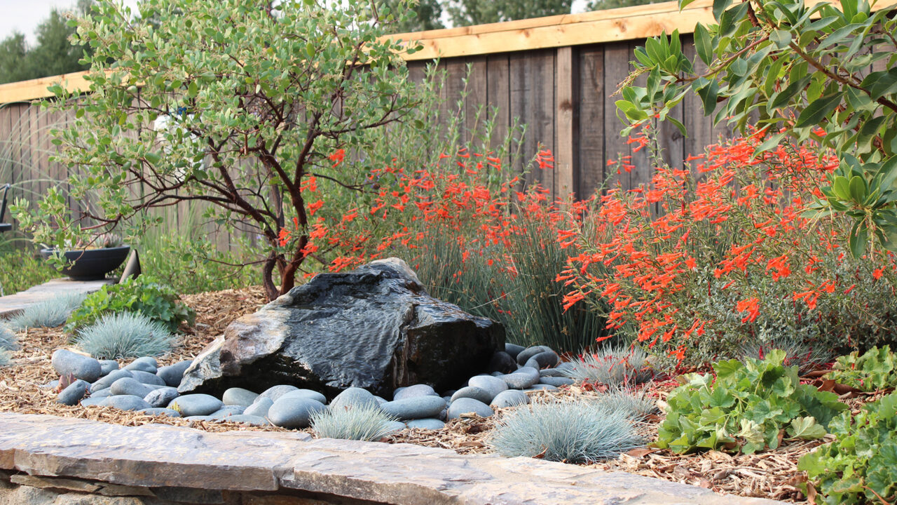 California Native Oasis - Madrone Landscape